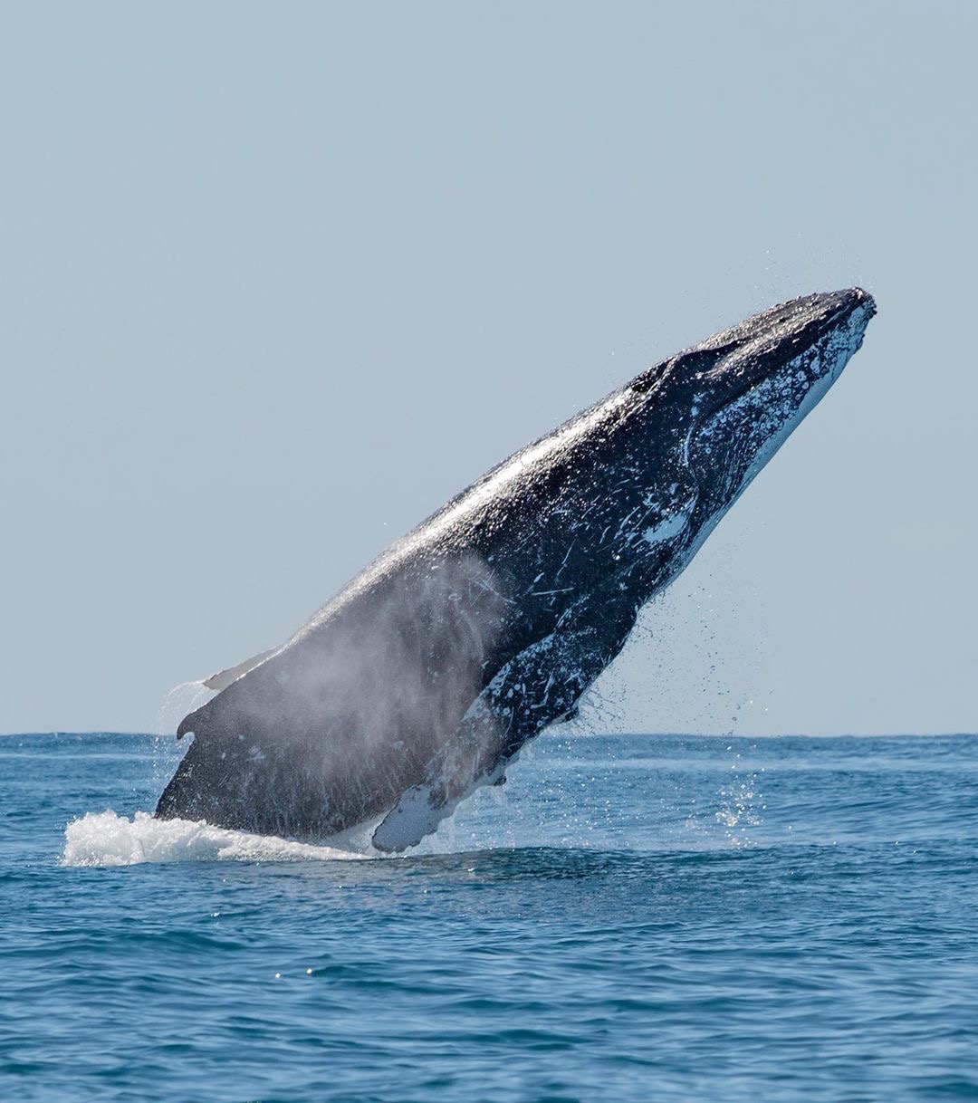 Whale Watching September | Noosa Ocean Rider