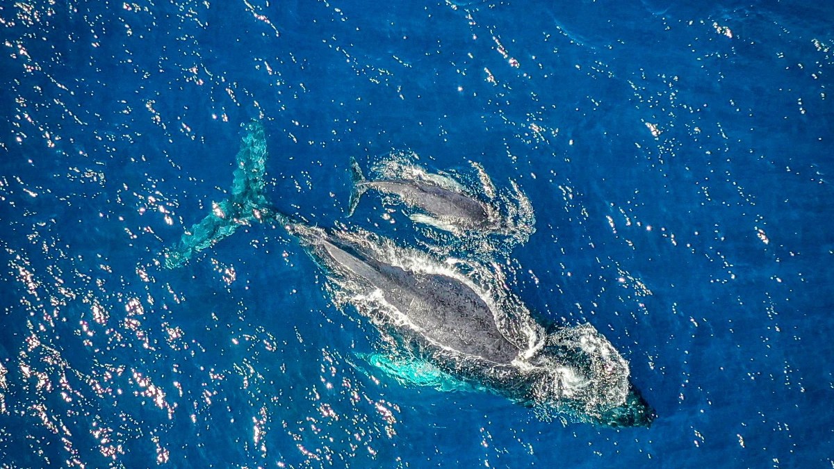 Whale Hello There: Your Guide To Spotting Whales And Dolphins In Noosa ...